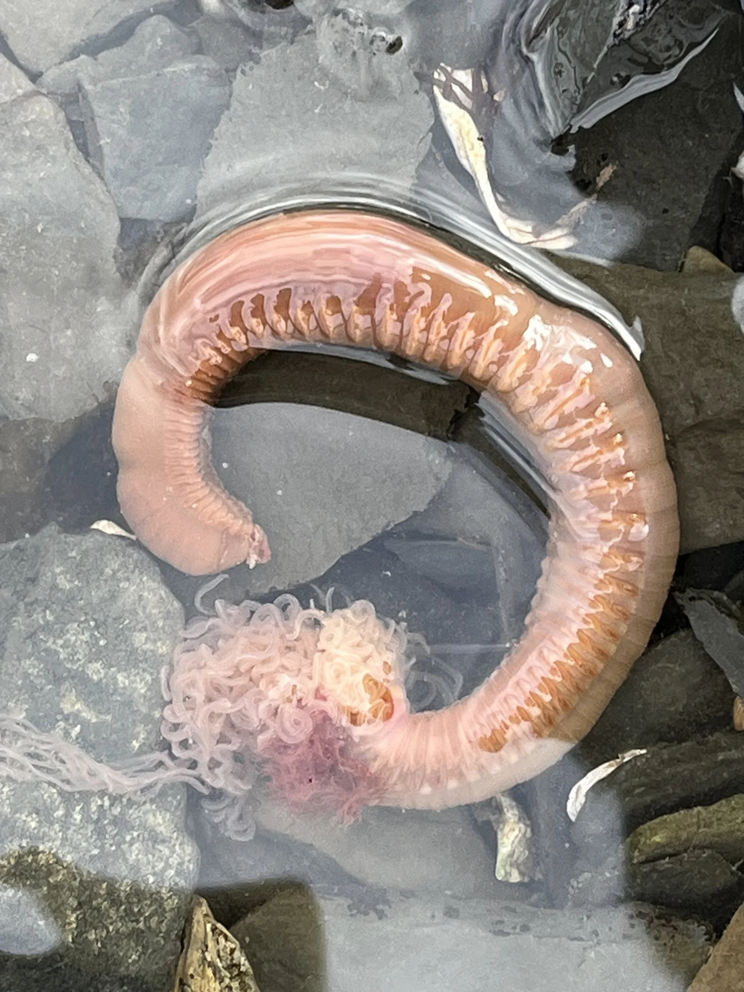 Bloodworms Fishing Bait for Sale | Live Blood Worms (Jumbo) | Gulf Of ...