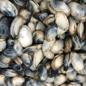 Gulf Of Maine, Inc. | Clamming Tools | Clamming Forks/Rakes, Baskets ...