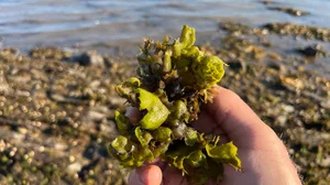 Real vs. Fake Irish Moss: How to Identify Chondrus crispus | Gulf Of ...
