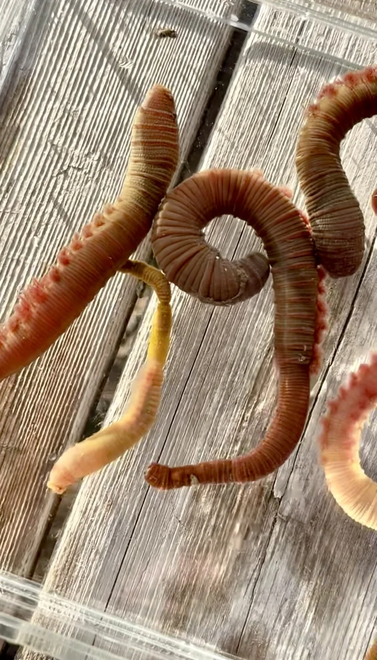 Bloodworms Fishing Bait for Sale | Live Blood Worms (Jumbo) | Gulf Of ...