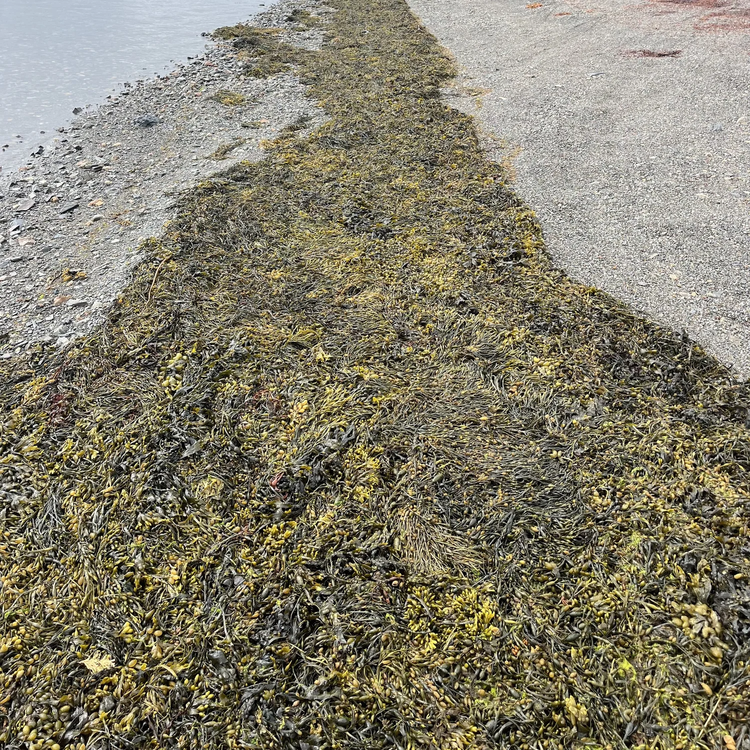 How to Harvest Kelp and What Kelp Meal Fertilizer Is Used For | Gulf Of ...