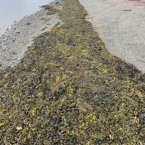 How to Harvest Kelp and What Kelp Meal Fertilizer Is Used For | Gulf Of ...