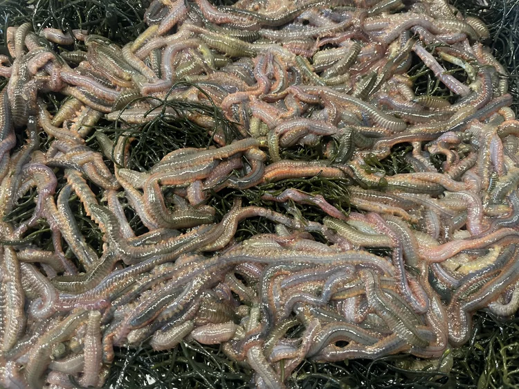 Bloodworms Fishing Bait for Sale | Live Blood Worms (Jumbo) | Gulf Of ...