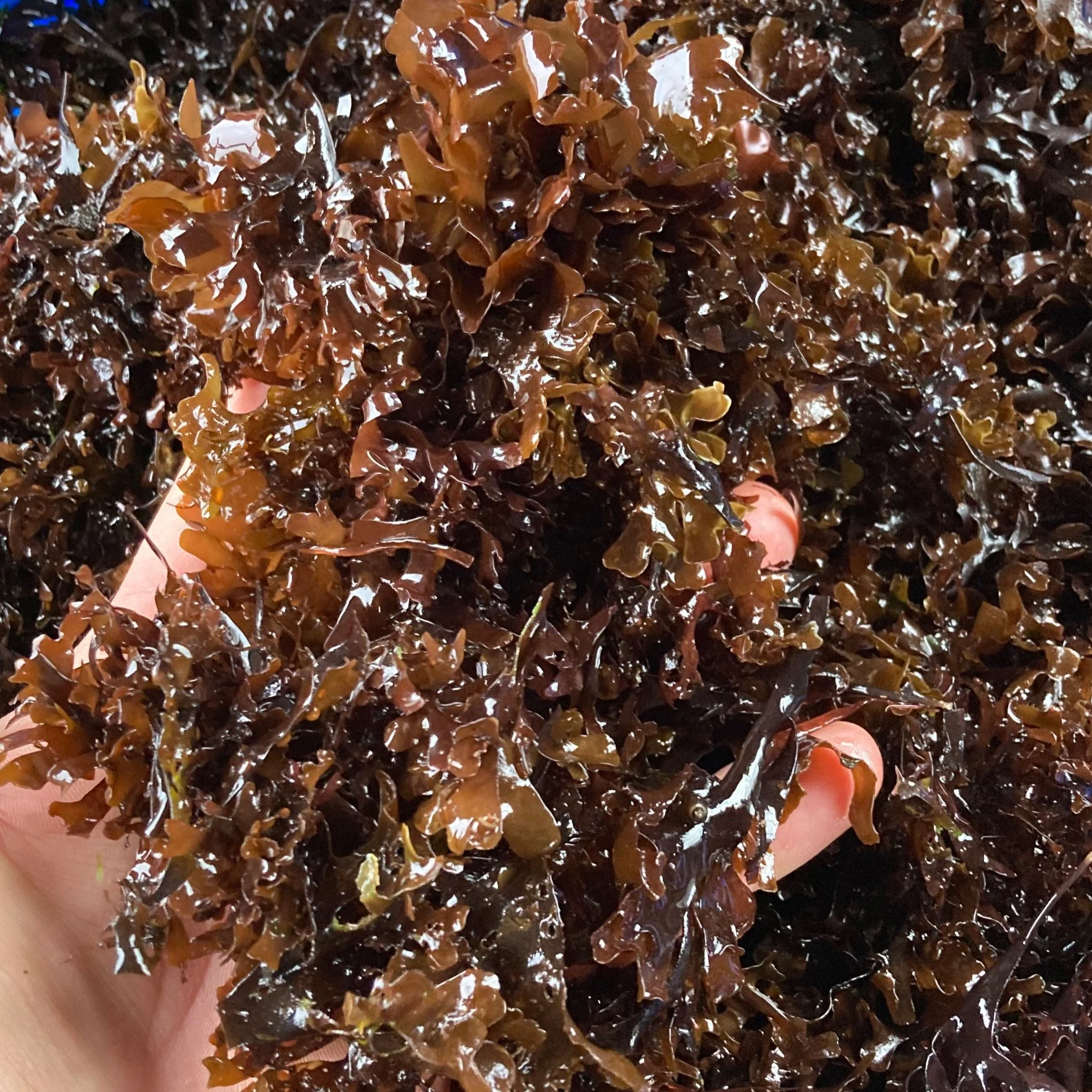 Gulf Of Maine, Inc. | Buy Fresh Seaweeds & Sea Vegetables Online