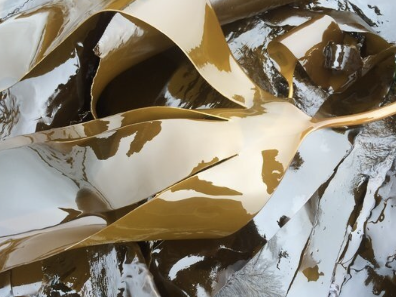 Gulf Of Maine, Inc. | Marine Life Biological Specimens