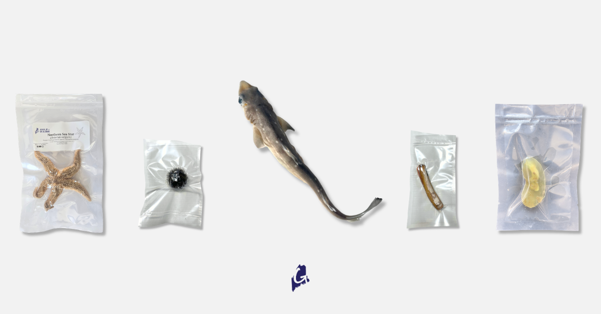 Preserved Marine Specimens for Dissection | Vacuum-Sealed & Ethically ...