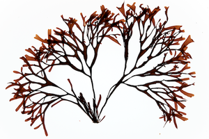 Real vs. Fake Irish Moss: How to Identify Chondrus crispus | Gulf Of ...