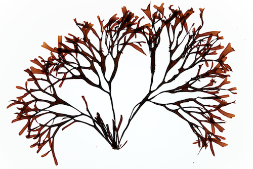 Real vs. Fake Irish Moss: How to Identify Chondrus crispus | Gulf Of ...