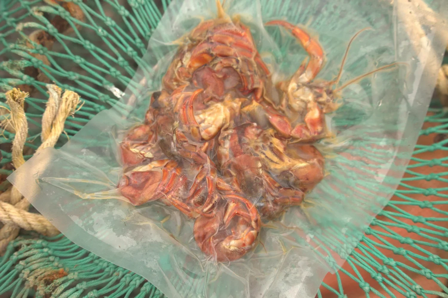 Gulf Of Maine, Inc. | Fishing Baits