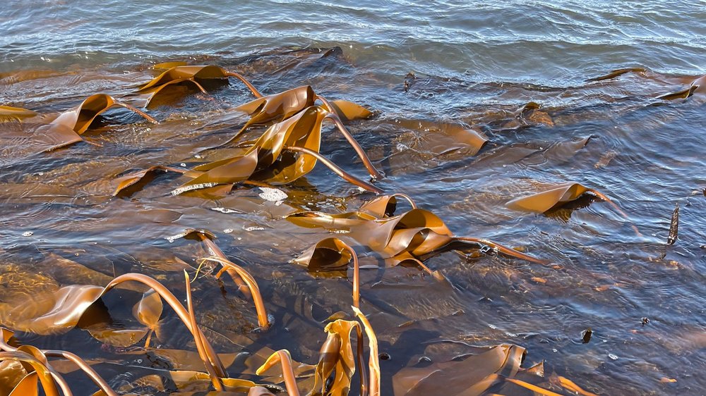 Gulf of Maine, Inc. - FREE SHIPPING | Marine Science, Seaweed