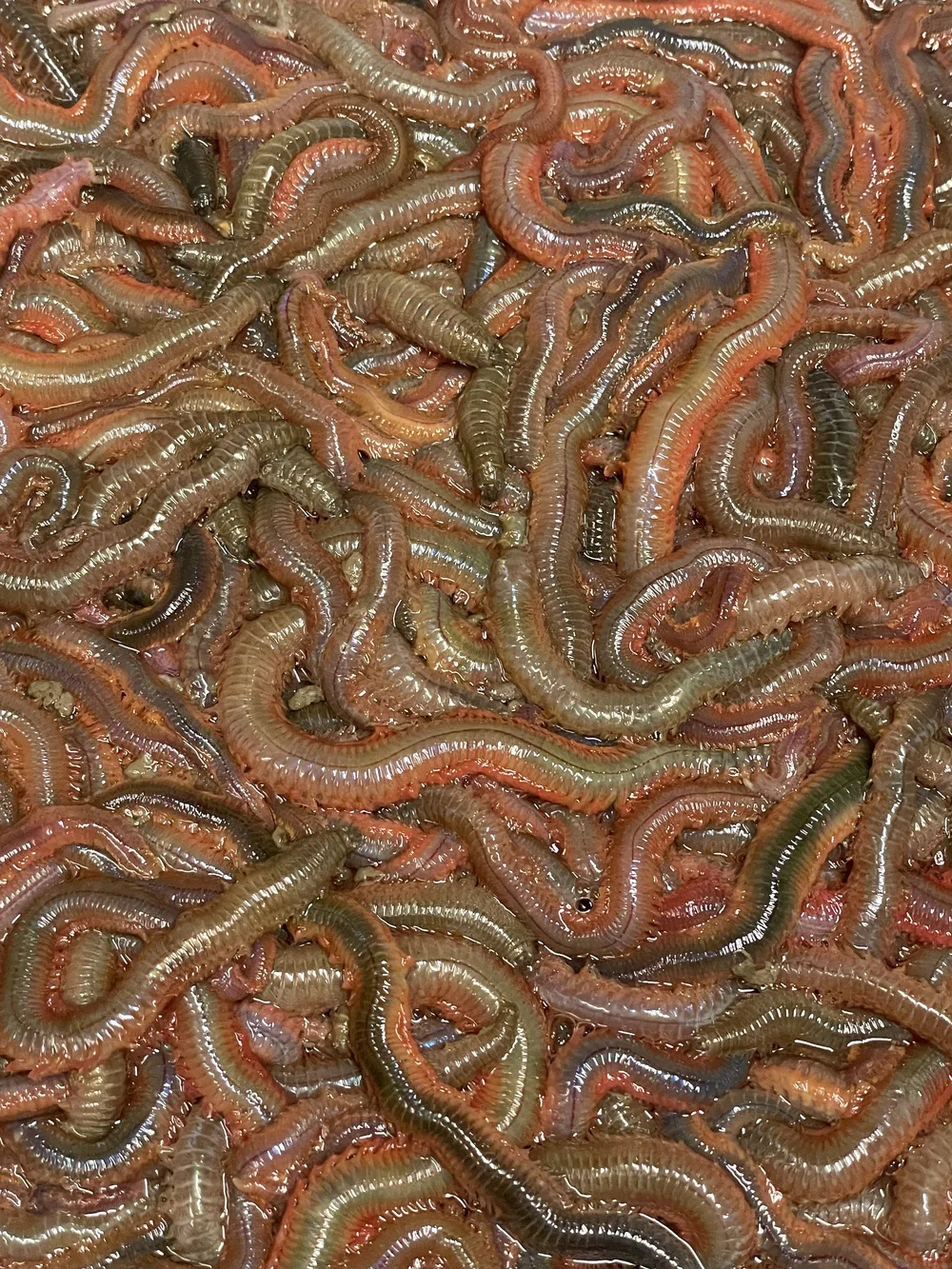 Bloodworms Fishing Bait for Sale | Live Blood Worms (Jumbo) | Gulf Of ...