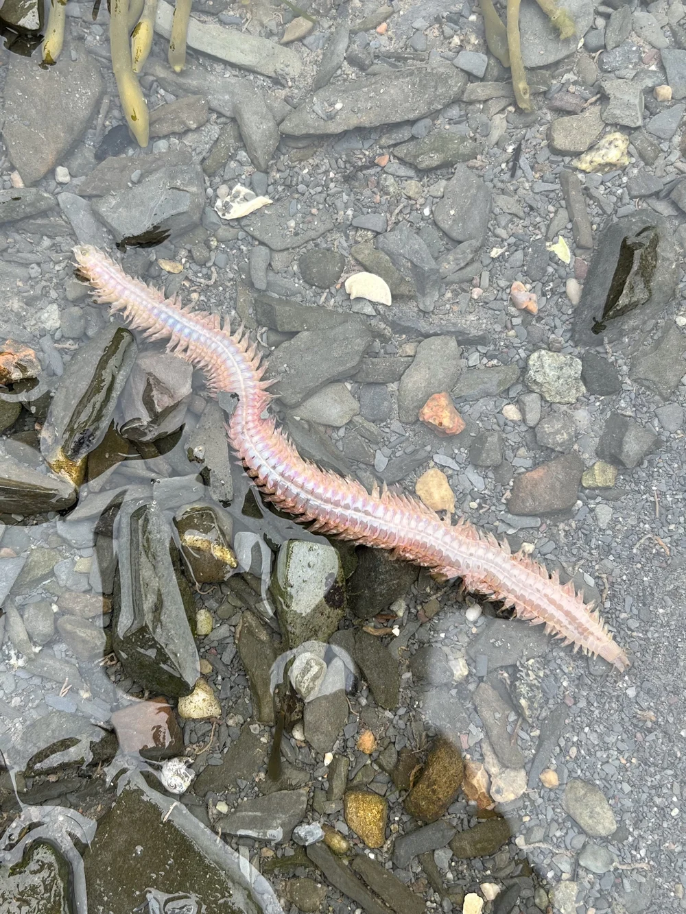 Bloodworms Fishing Bait for Sale | Live Blood Worms (Jumbo) | Gulf Of ...