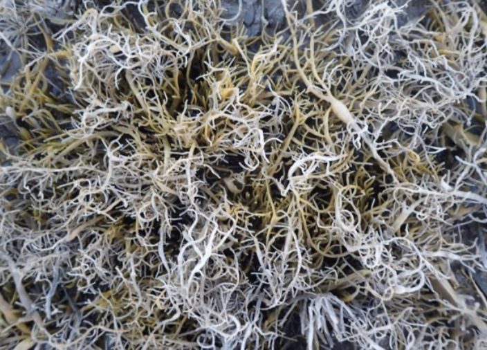 Live Sandworms Bait for Sale | Frozen Fishing Bait | Gulf Of Maine, Inc.