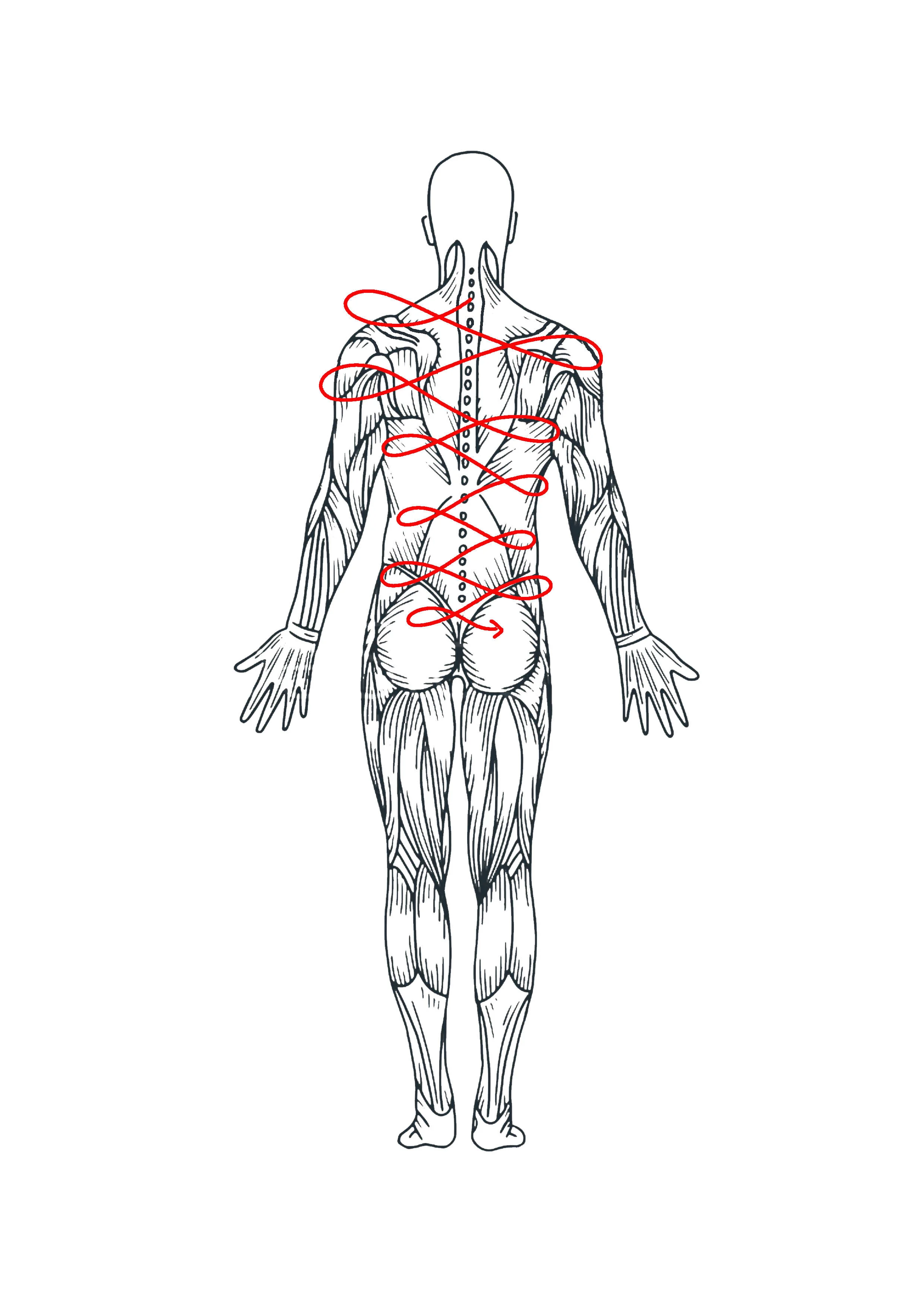 Blog - The Primary shapes of guided Drawing: The Lemniscate — Institute ...