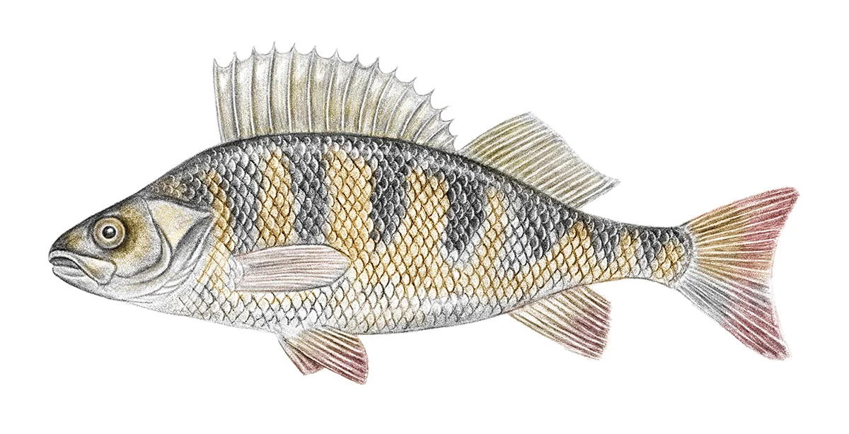 Work — Jonna Fransson Illustration