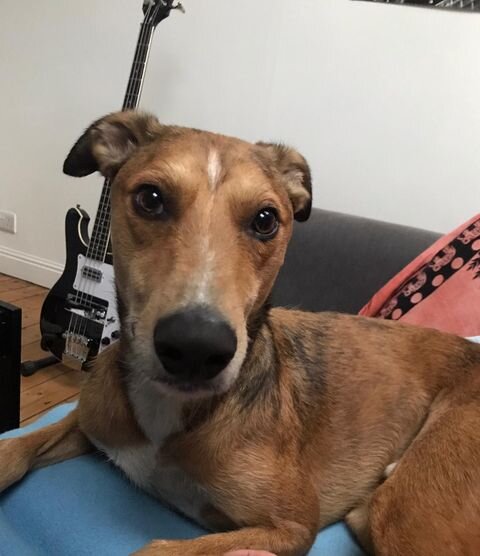 Dogs Needing Homes — Lurcher Link