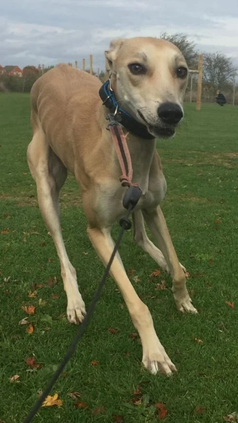 Dogs Needing Homes — Lurcher Link