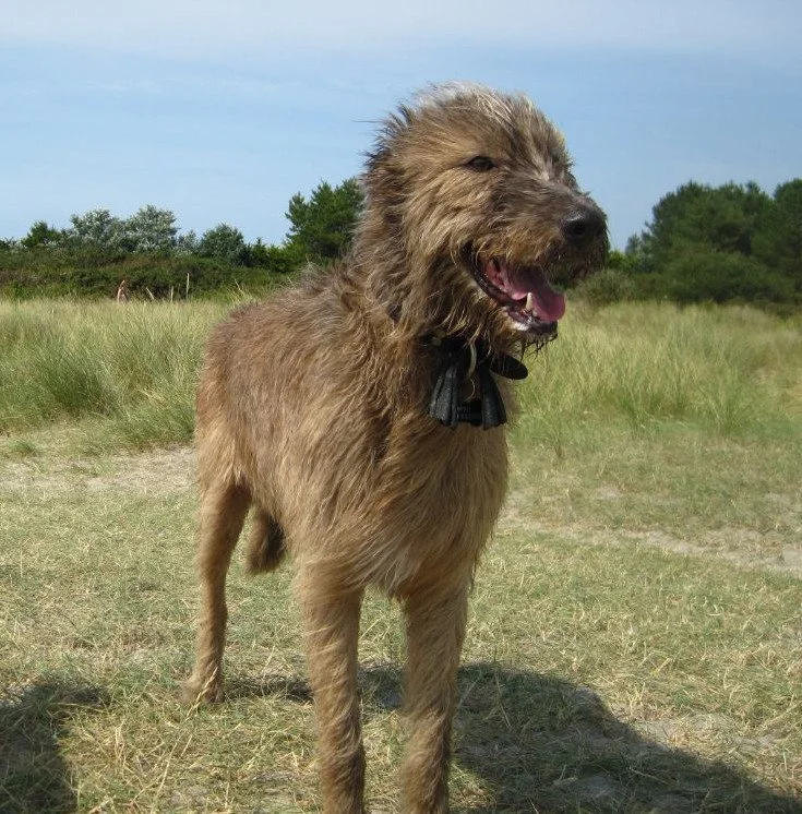 Dogs Needing Homes — Lurcher Link