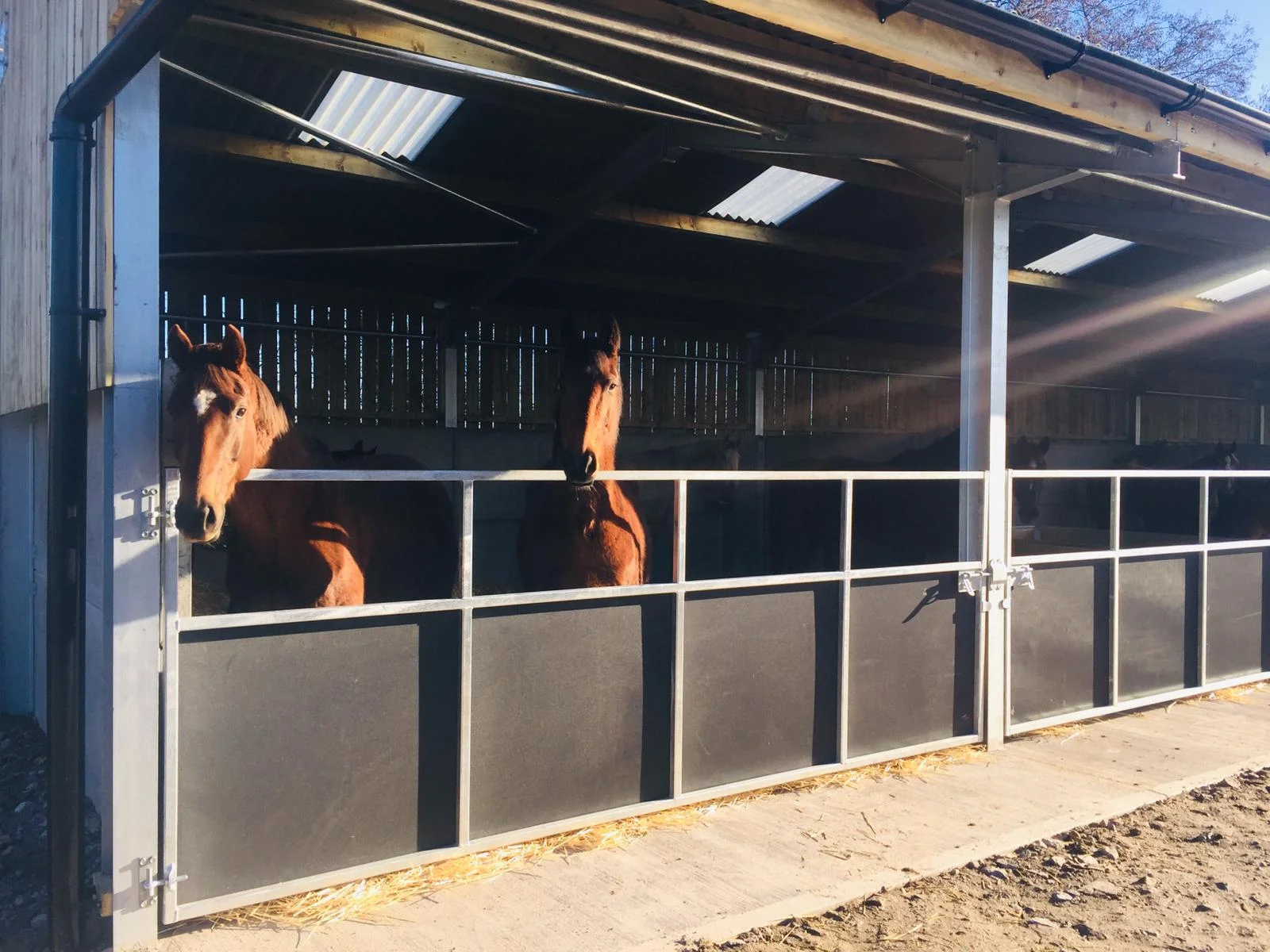 Equestrian gallery — ACJackson