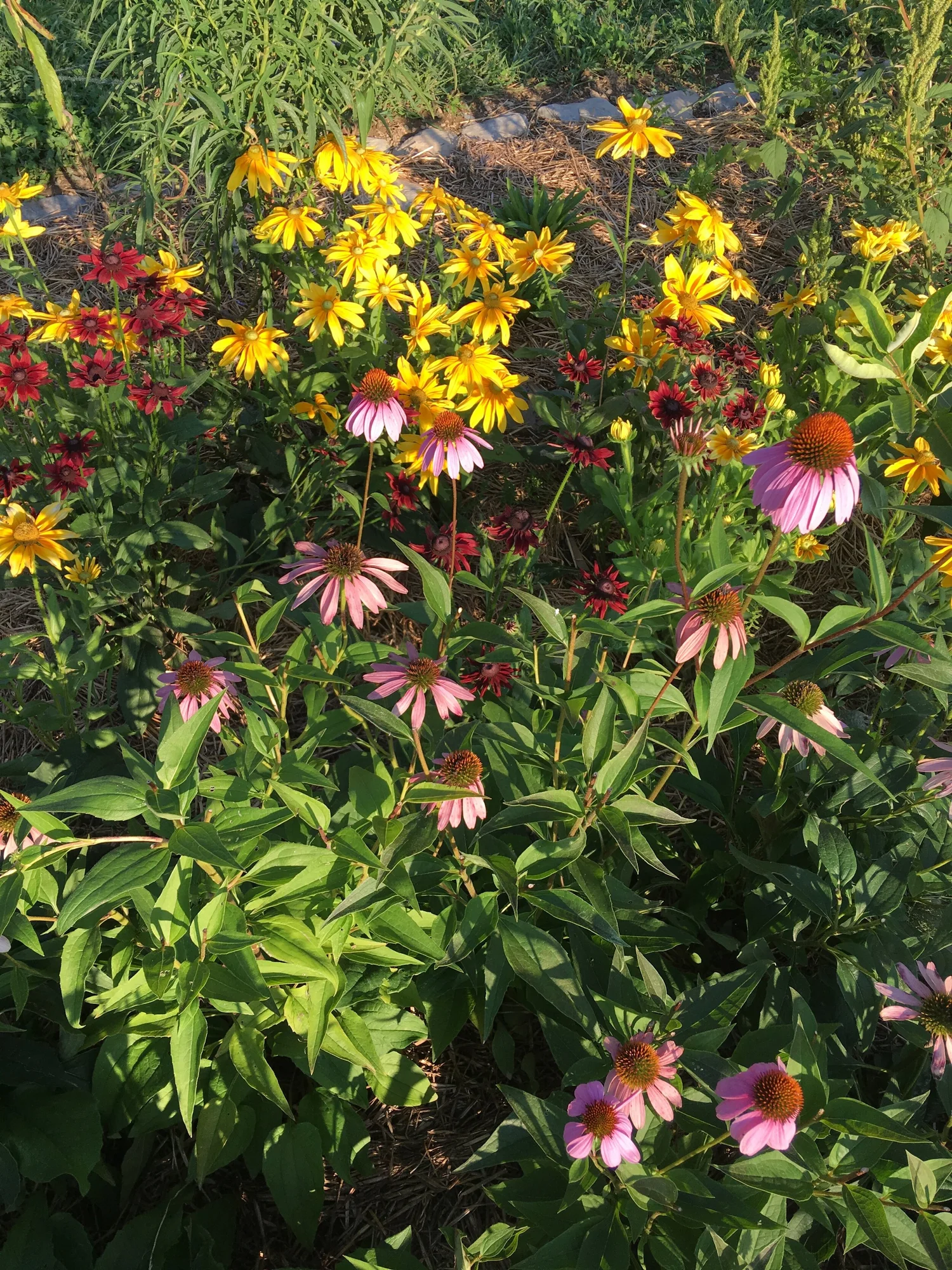 Biodynamic Agriculture and Nutrition — EduCareDo