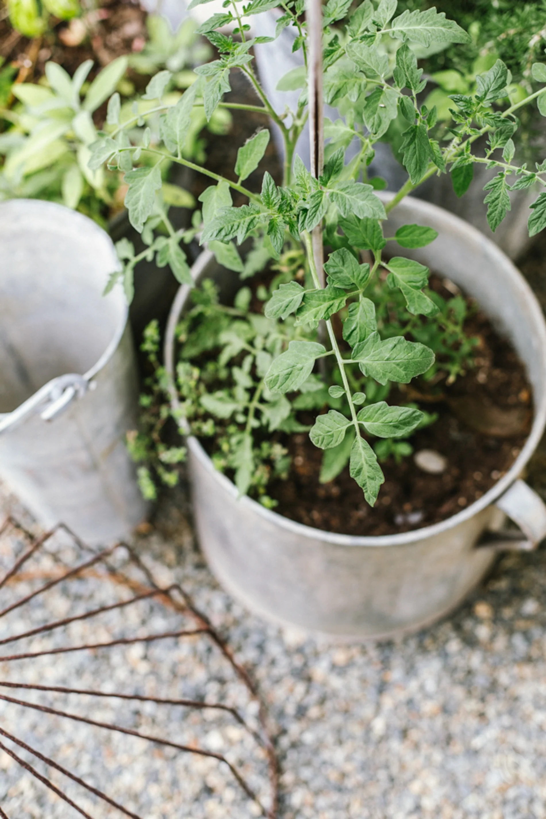 Scenes from Grove House — HEATHER BULLARD