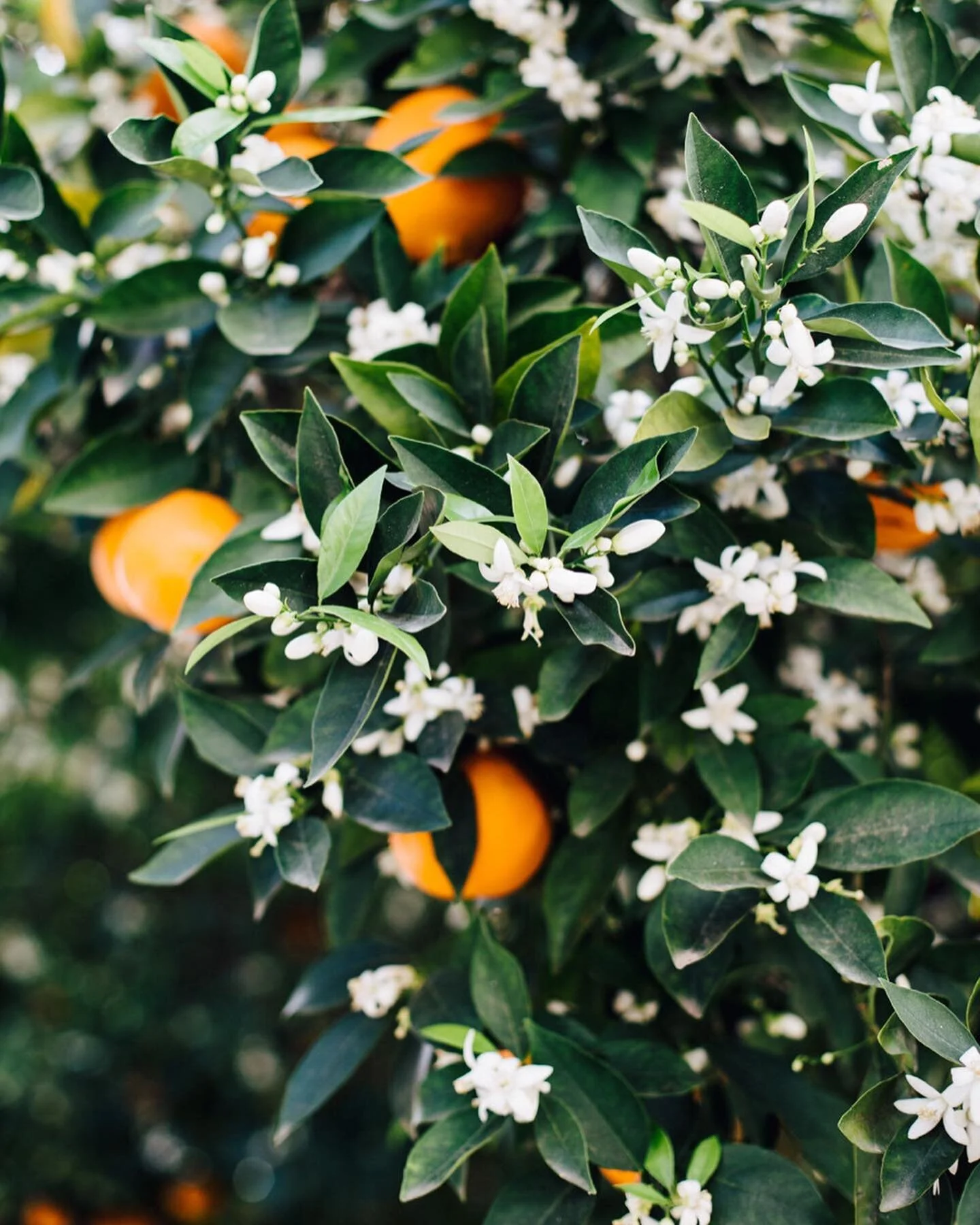 Easy Styling Ideas - Tips from a Prop Stylist — HEATHER BULLARD