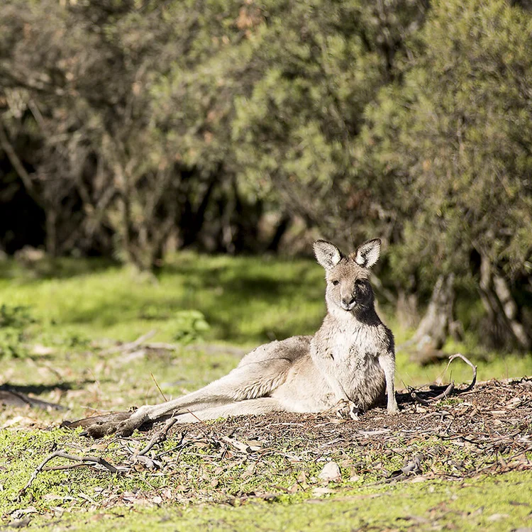 Nangar National Park — Visit Eugowra