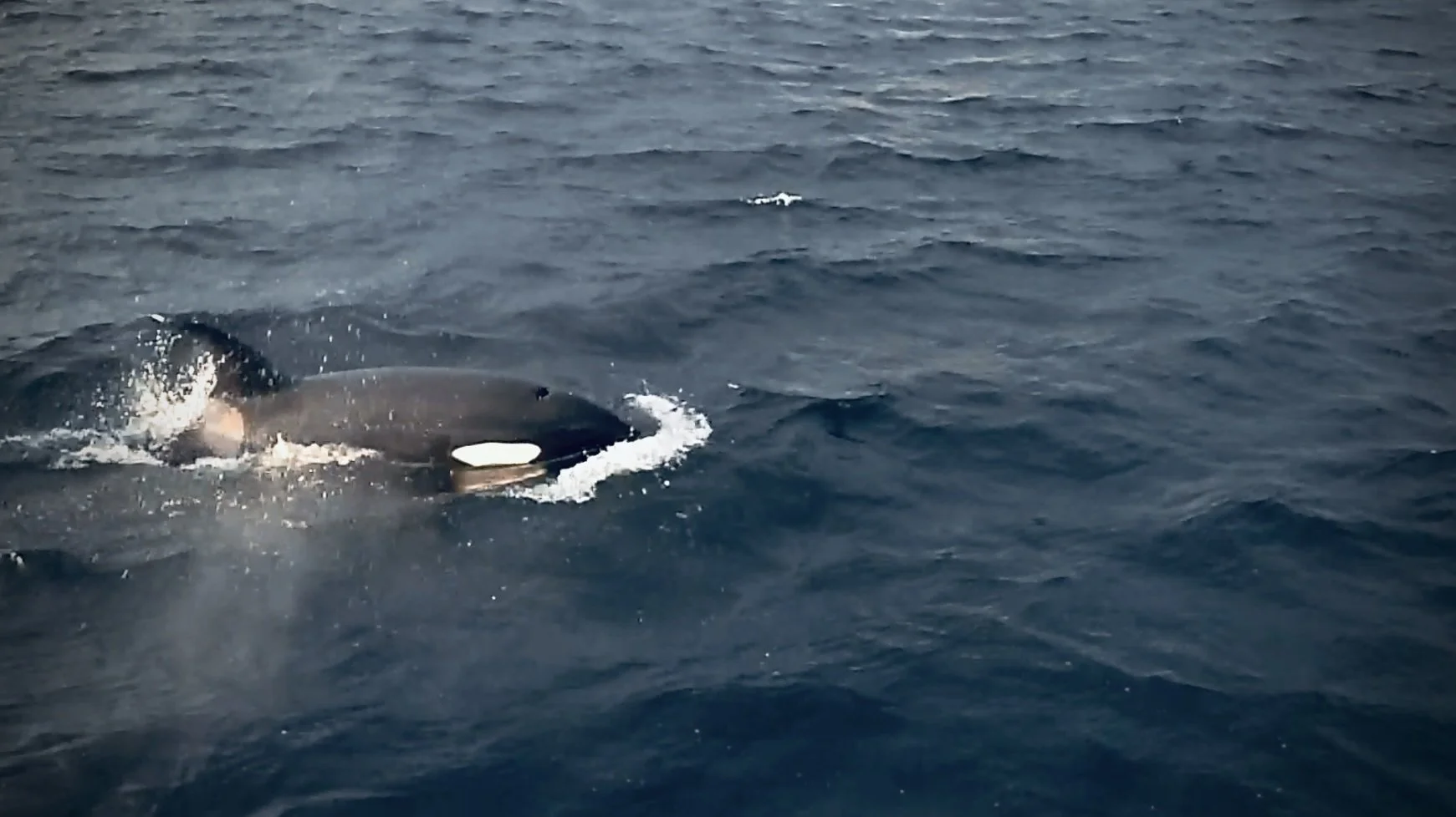 The Ballet of the Orca: A Private Whale Safari on the Arctic Queen ...