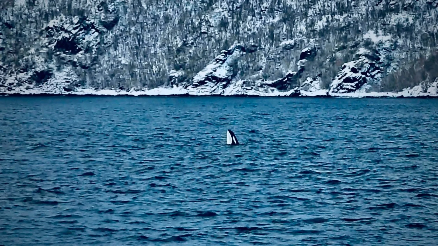 The Ballet of the Orca: A Private Whale Safari on the Arctic Queen ...