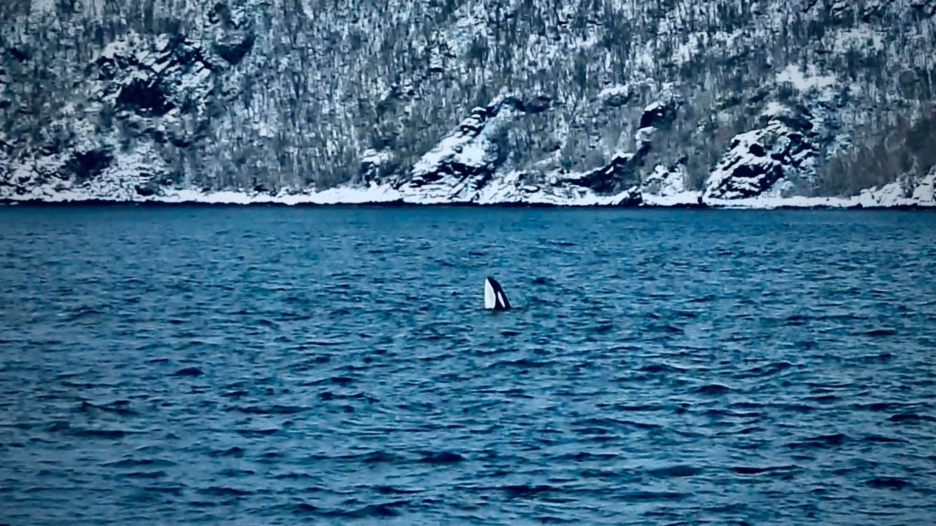 The Ballet of the Orca: A Private Whale Safari on the Arctic Queen ...
