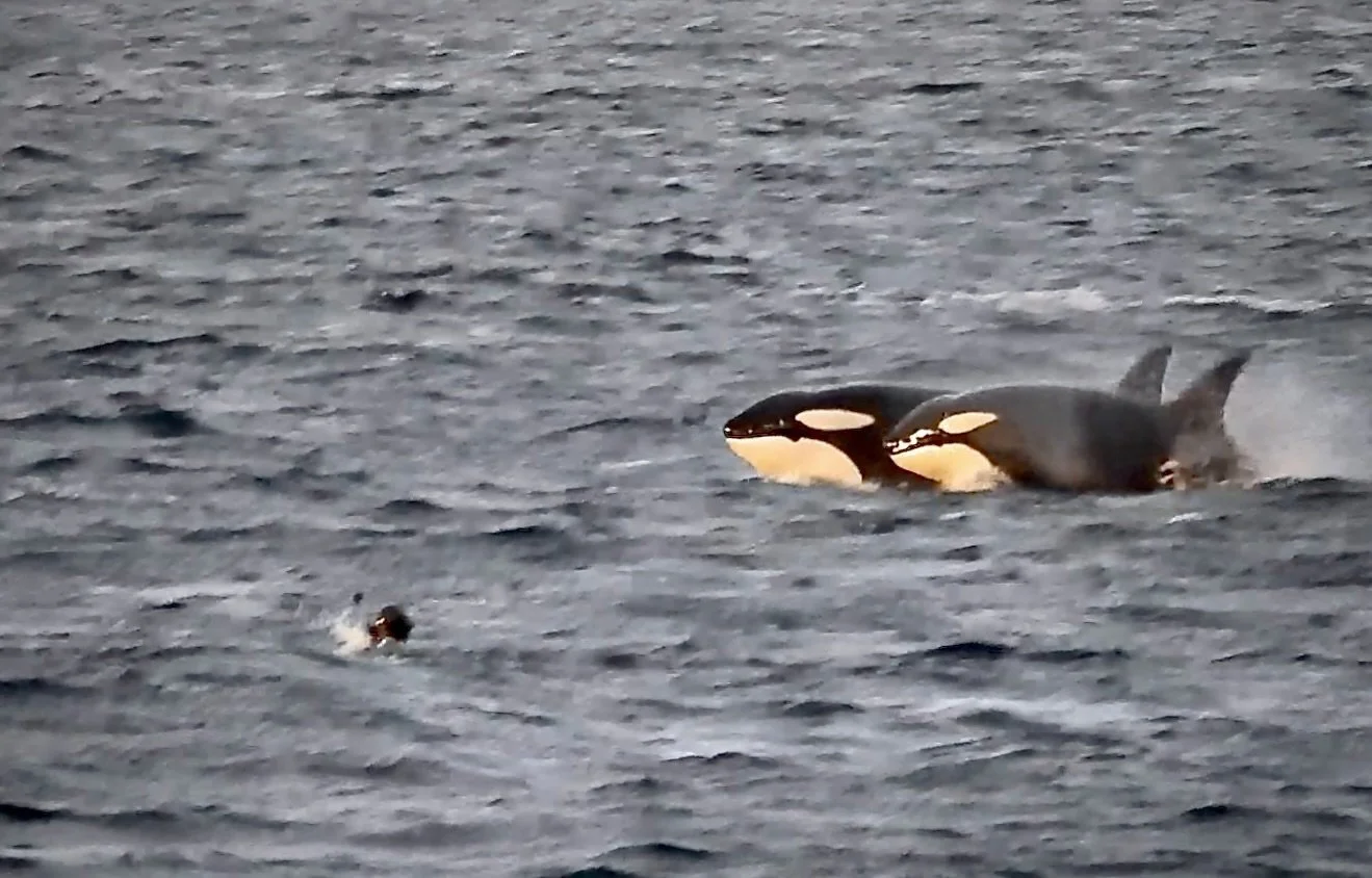 The Ballet of the Orca: A Private Whale Safari on the Arctic Queen ...