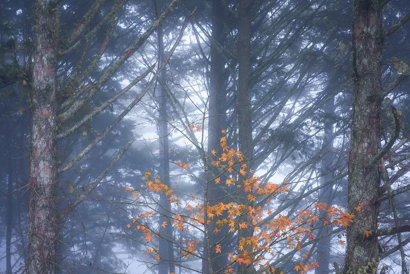 Tree Spirit / Lucy Zhang — THE WILLOWHERB REVIEW