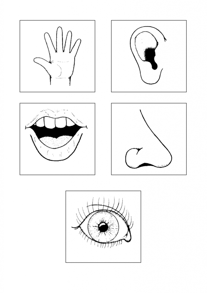 Lesson 13: Explore the 5 Senses — Children's Ministry
