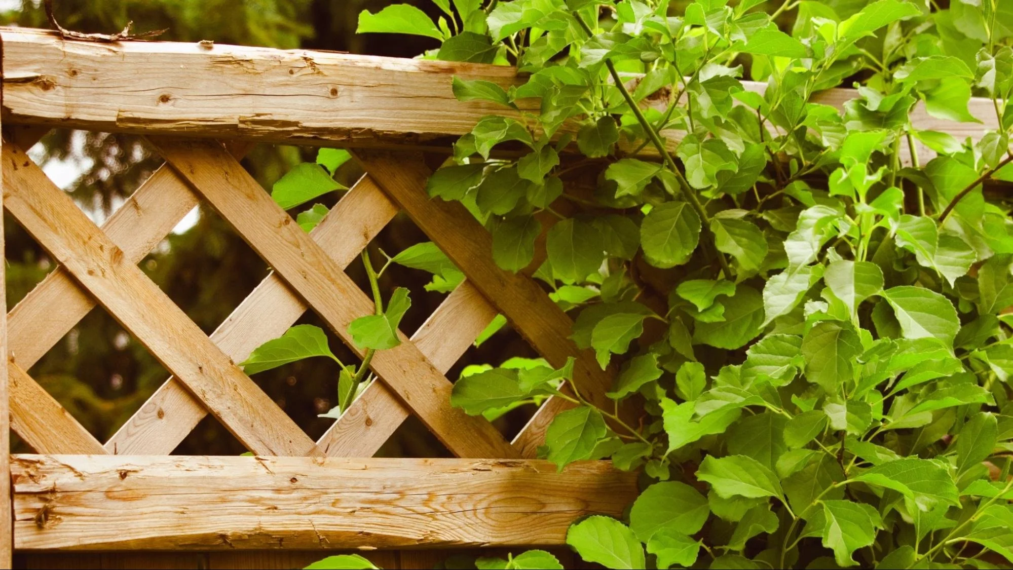 Clever Landscaping Tricks to Disguise Your Home Standby Generator — New ...