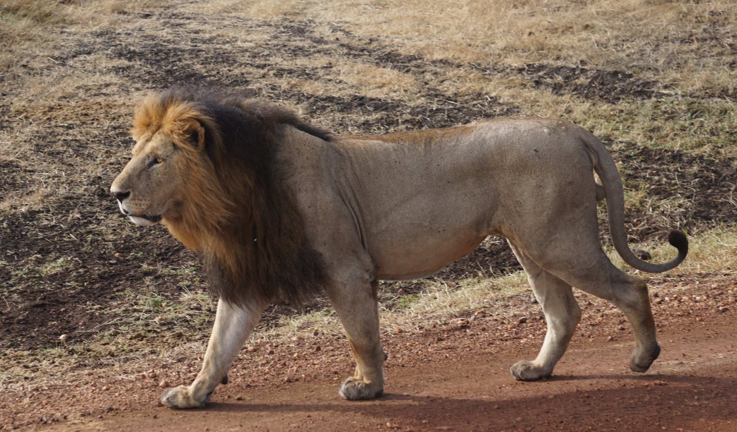 Running Reflections (from the Maasai Mara) — Prospect Park Track Club
