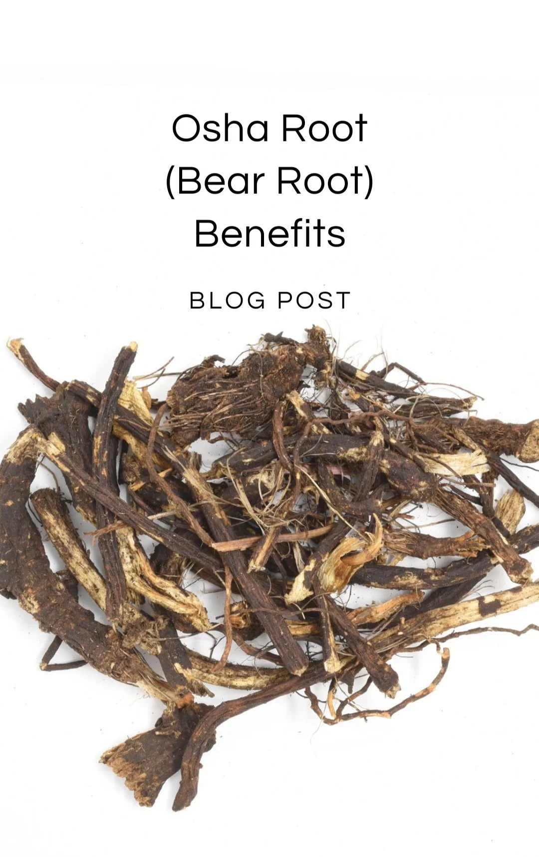 Osha Root (Bear Root) Benefits — Zhi Herbals