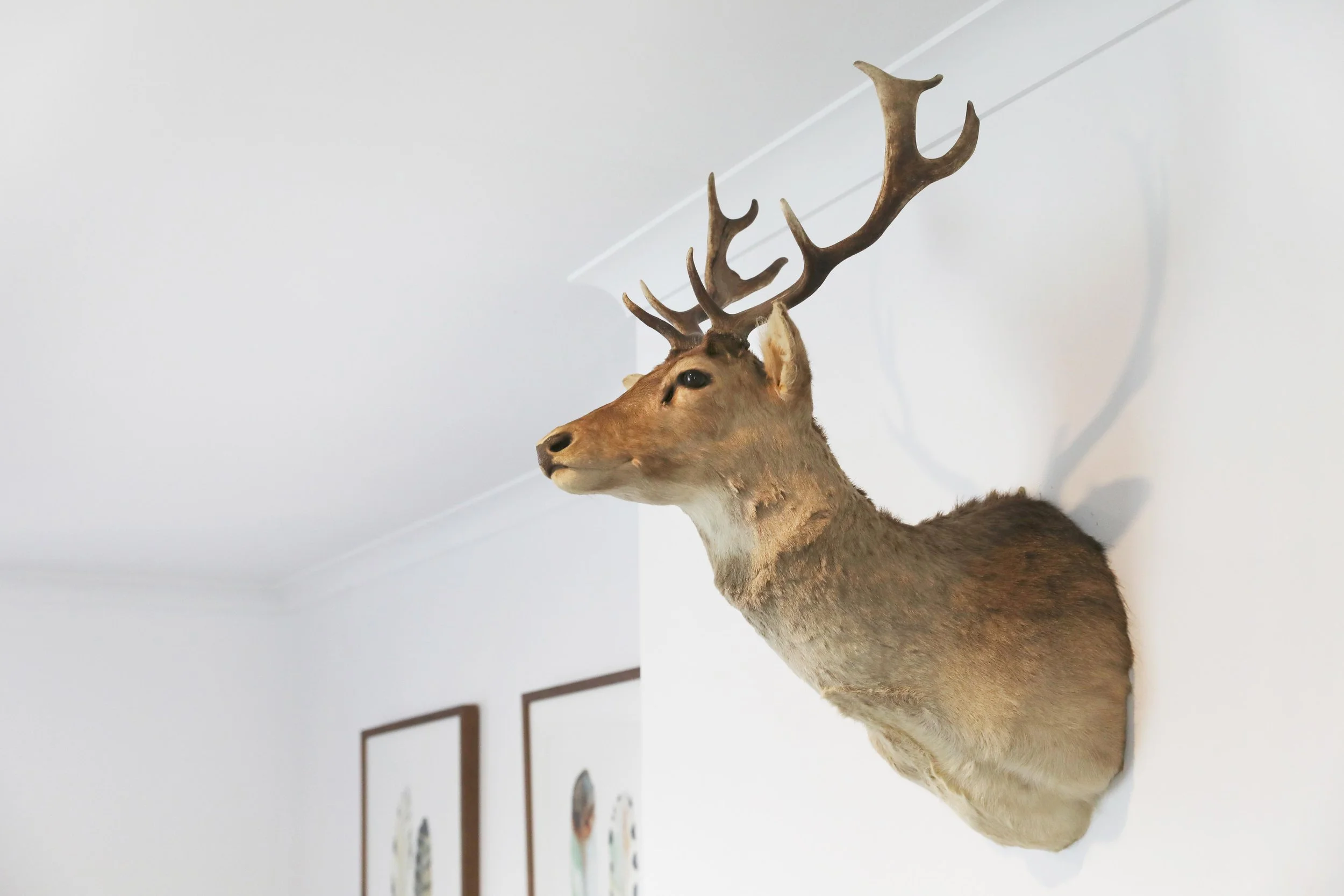 Gallery — Willow Tree Estate