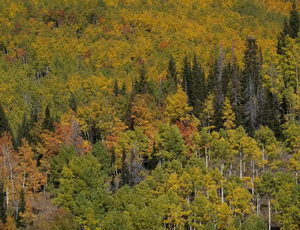 Scotland’s Ancient Forests: Walking Through Time in Caledonian ...