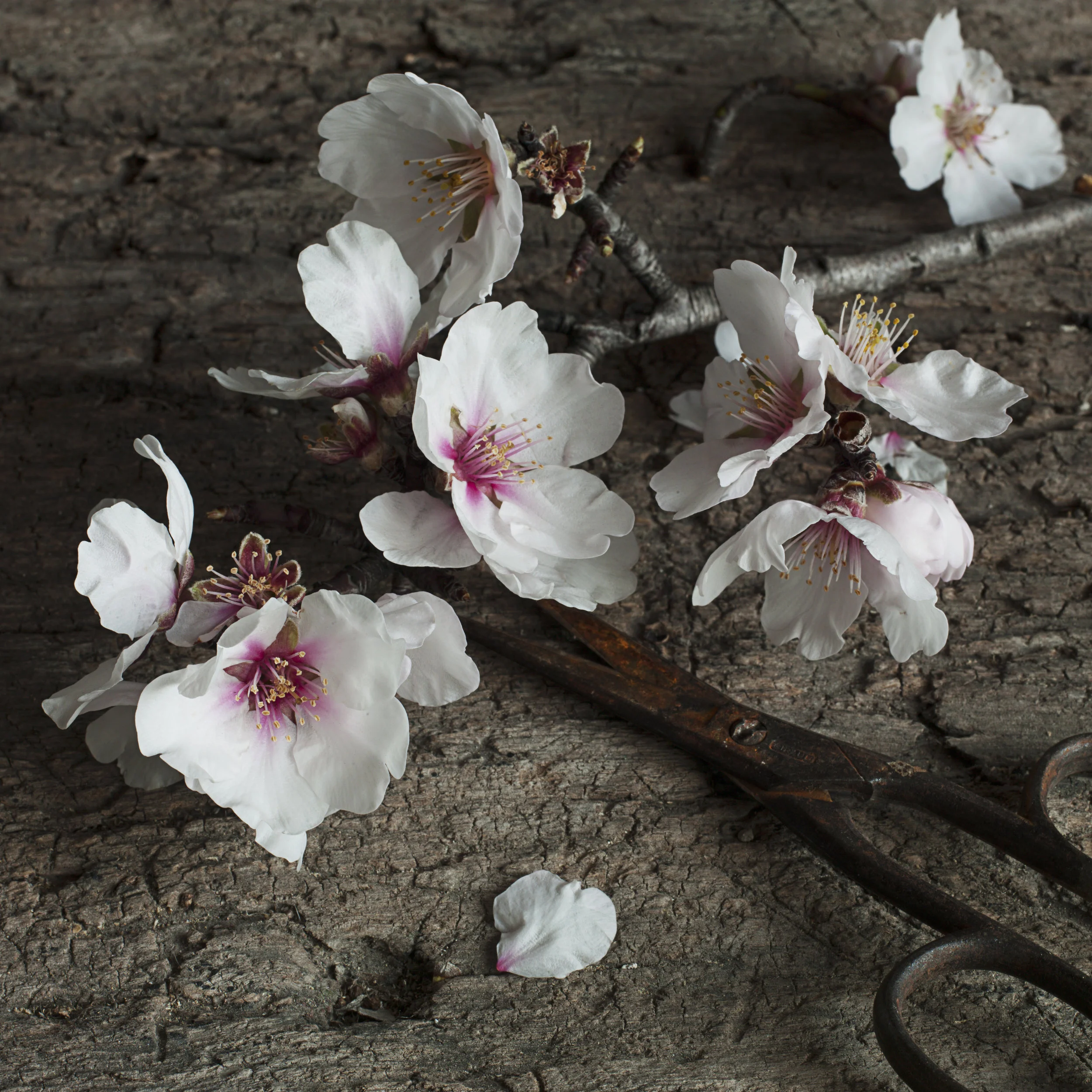 Joanna Maclennan Photographer in Provence