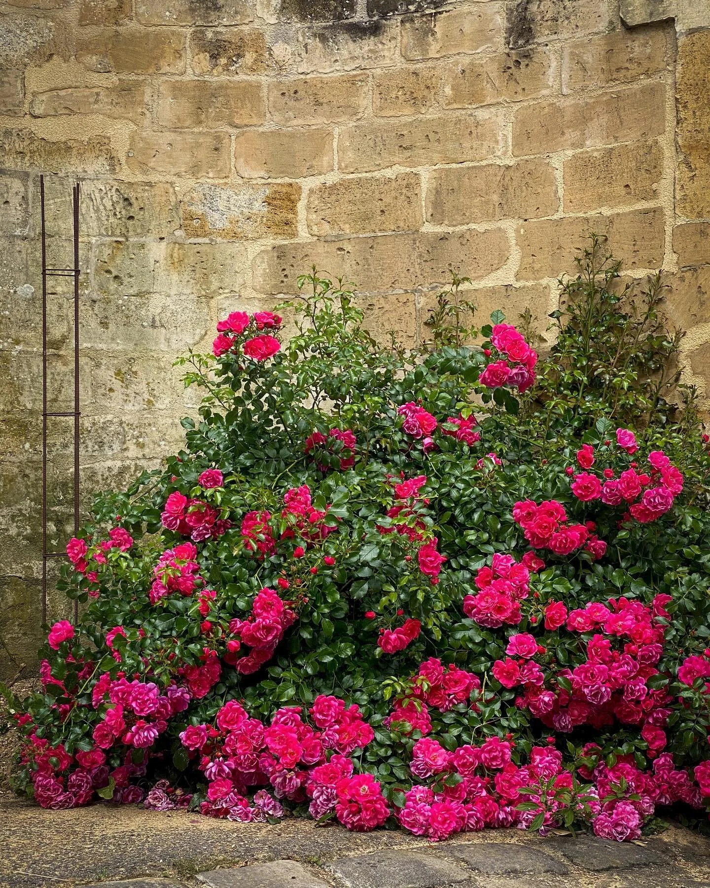 Joanna Maclennan Photographer in Provence