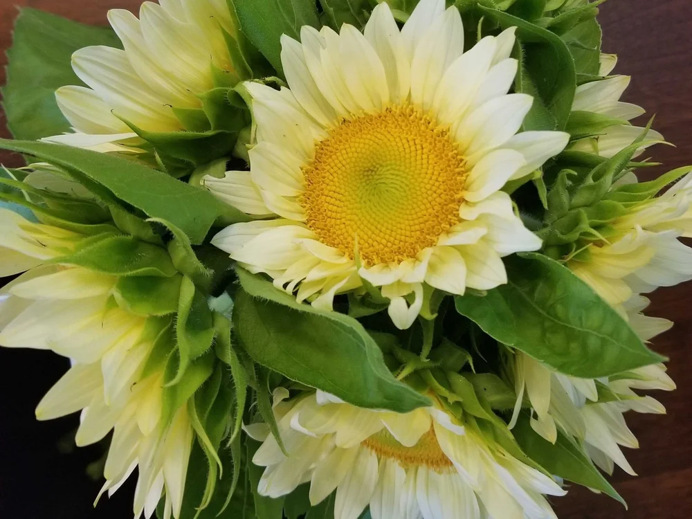 Summer Flower CSA — Menkveld Farm | Cut Flower Education and Consulting