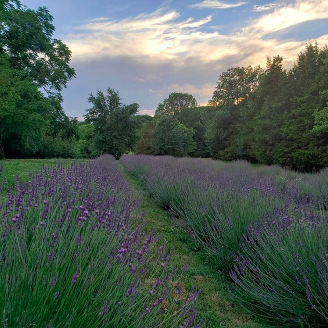 How to Grow Lavender in the South — Menkveld Farm | Cut Flower ...