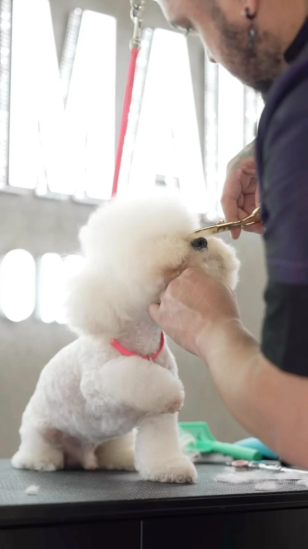 Corona Salon — Paws At Main