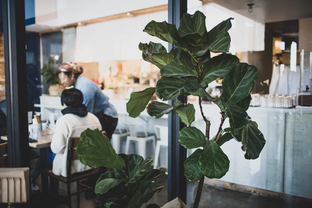 Japanese-Inspired Drinks and Desserts at Momo Cafe in Midtown Atlanta ...