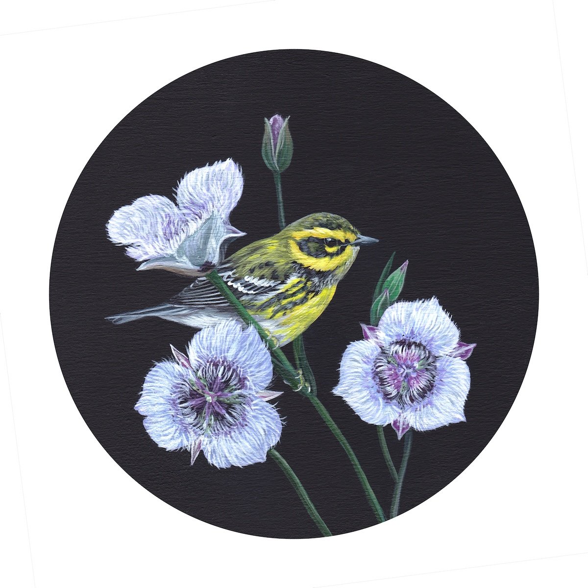 "Townsend's Warbler & Tolmie-Star Tulip " Limited Edition Reproduction ...