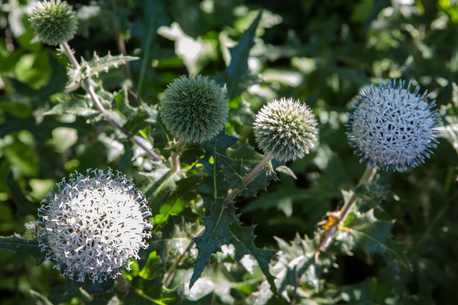 Newton Prep — MRG STUDIO