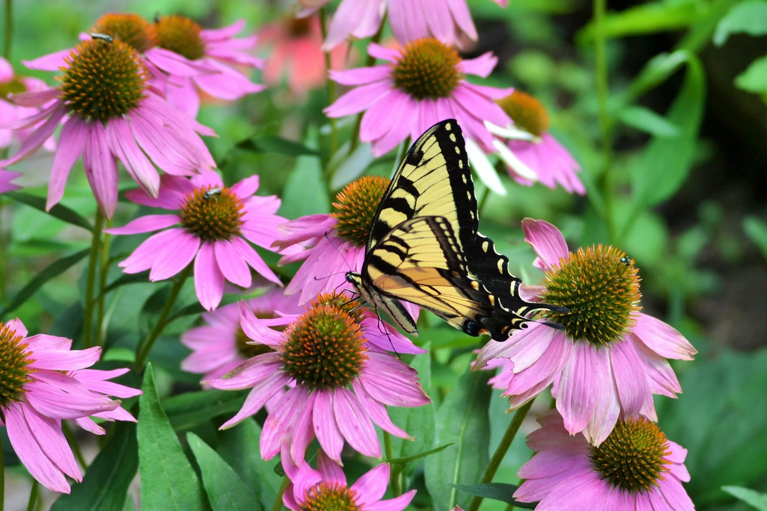 Pollination Stations