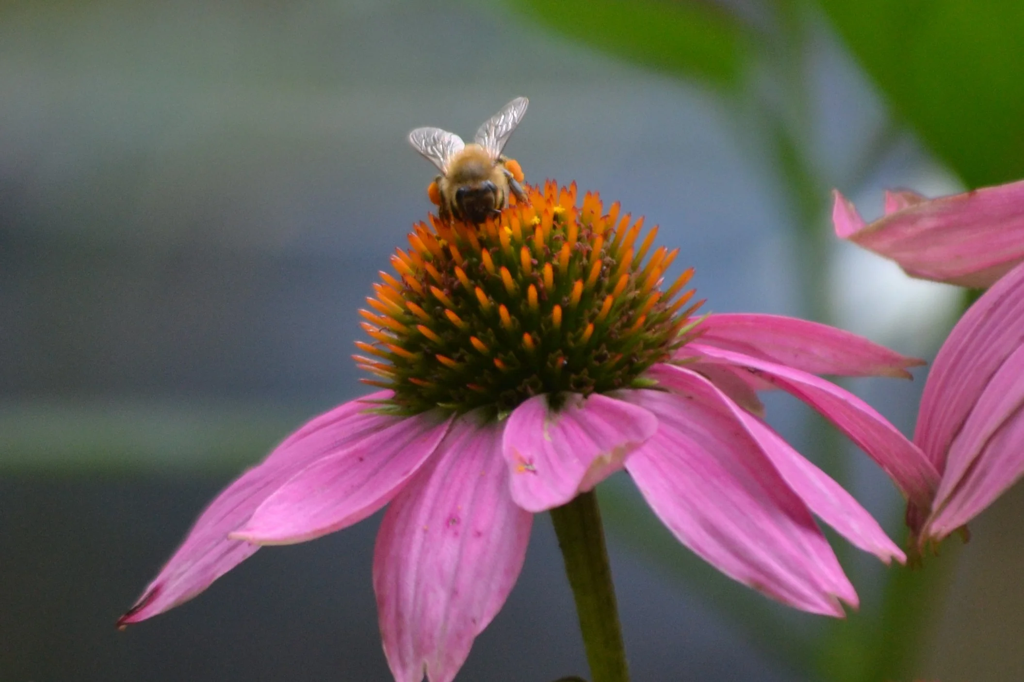 Pollination Stations
