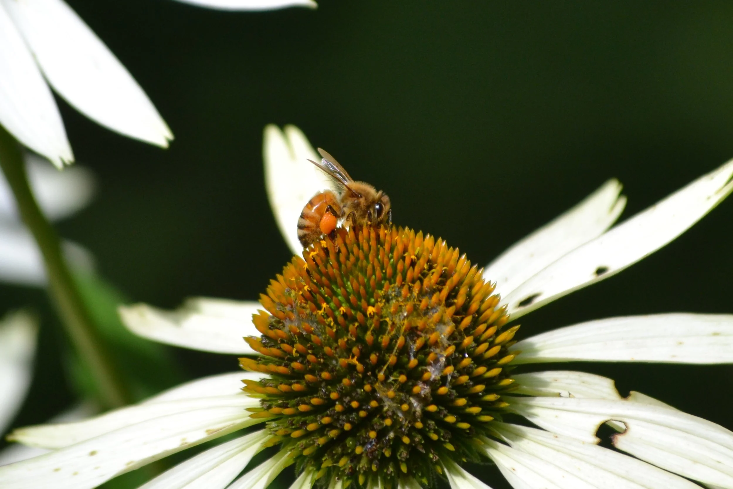 Pollination Stations
