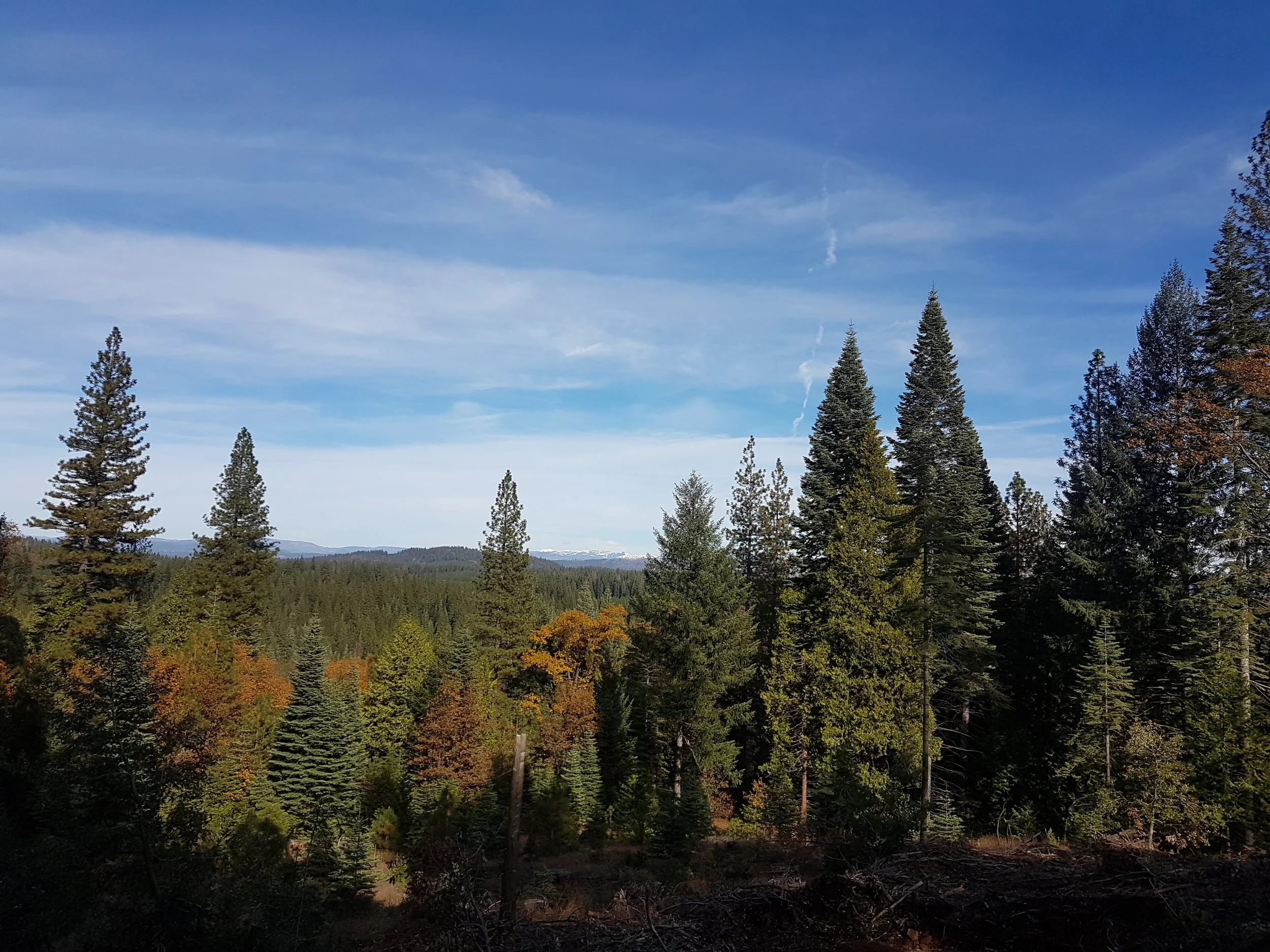 Who We Are — California Licensed Foresters Association